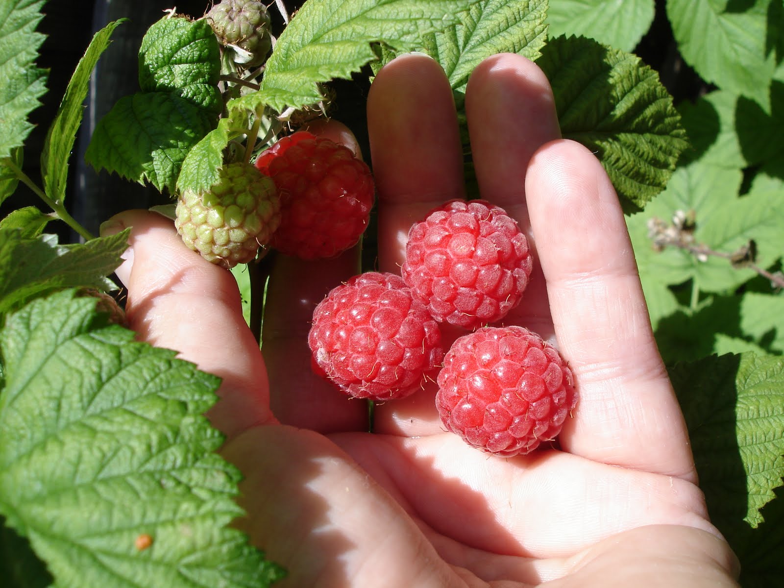Down on the Allotment: First Raspberries