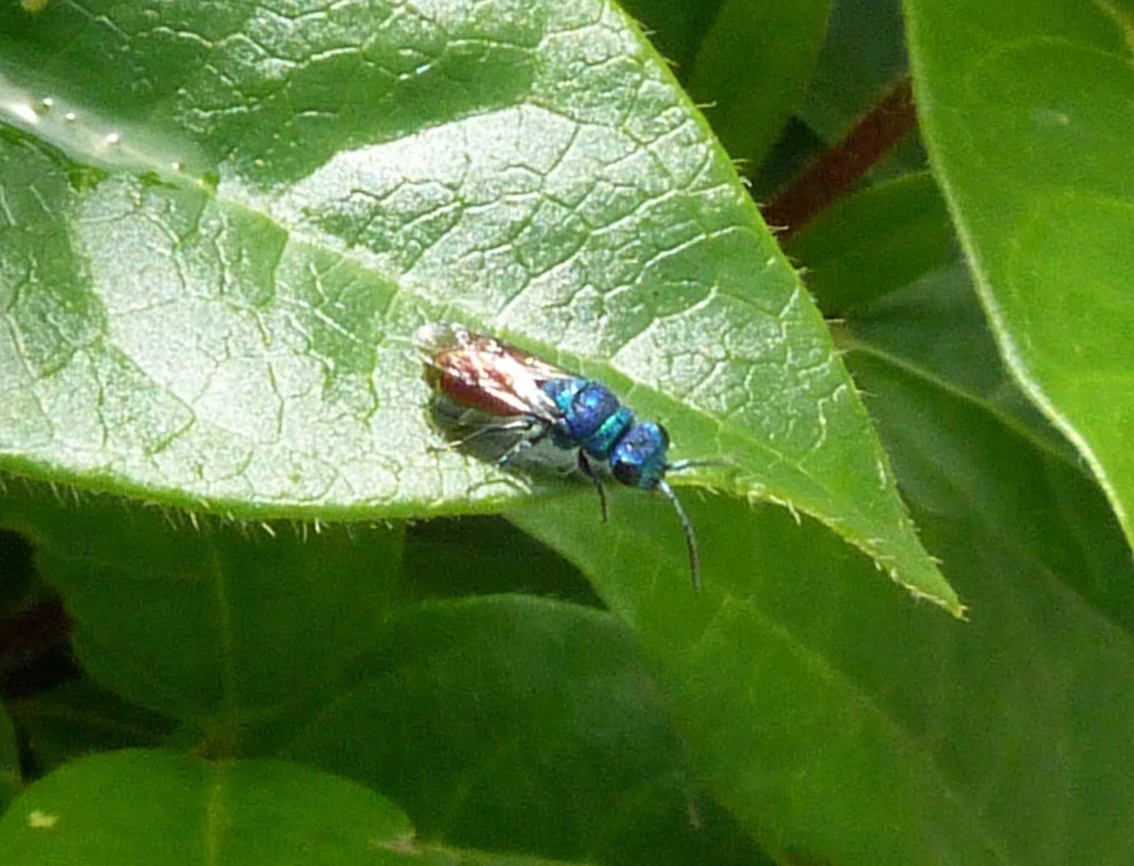 Insects of Scotland: Bees/Wasps/Ichneumons/Sawflies/Ants