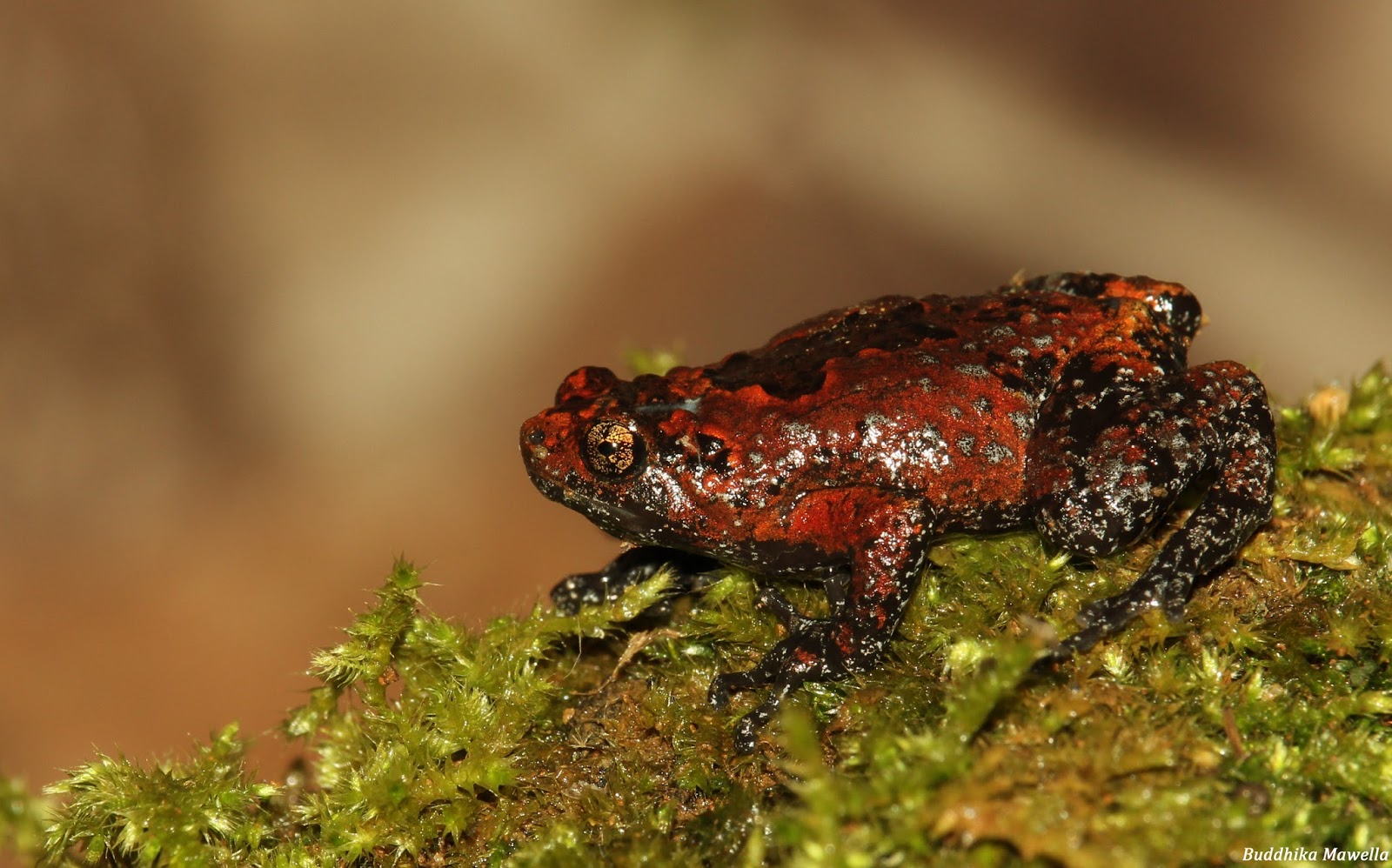 Lanka Nature Summary: Half-webbed Pug-snout Frog (Uperodon palmatus)