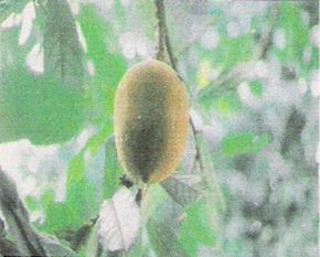 MEDICINA NATURAL & CIA.: PLANTAS MEDICINAIS: CUPUAÇÚ