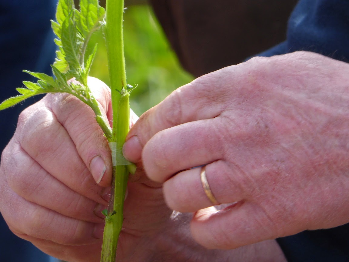 Café Jardin de Saint-Urbain: Apprendre à greffer ses tomates
