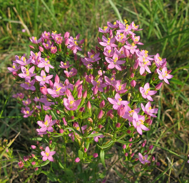 Seminte si plante de gradina hobby: Tintaura-Centaurium erythraea