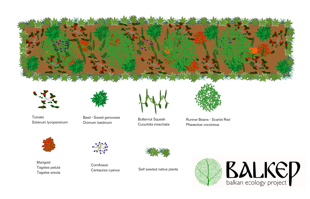 Balkan Ecology Project : Annual Vegetable and Herb Guild/Polyculture ...