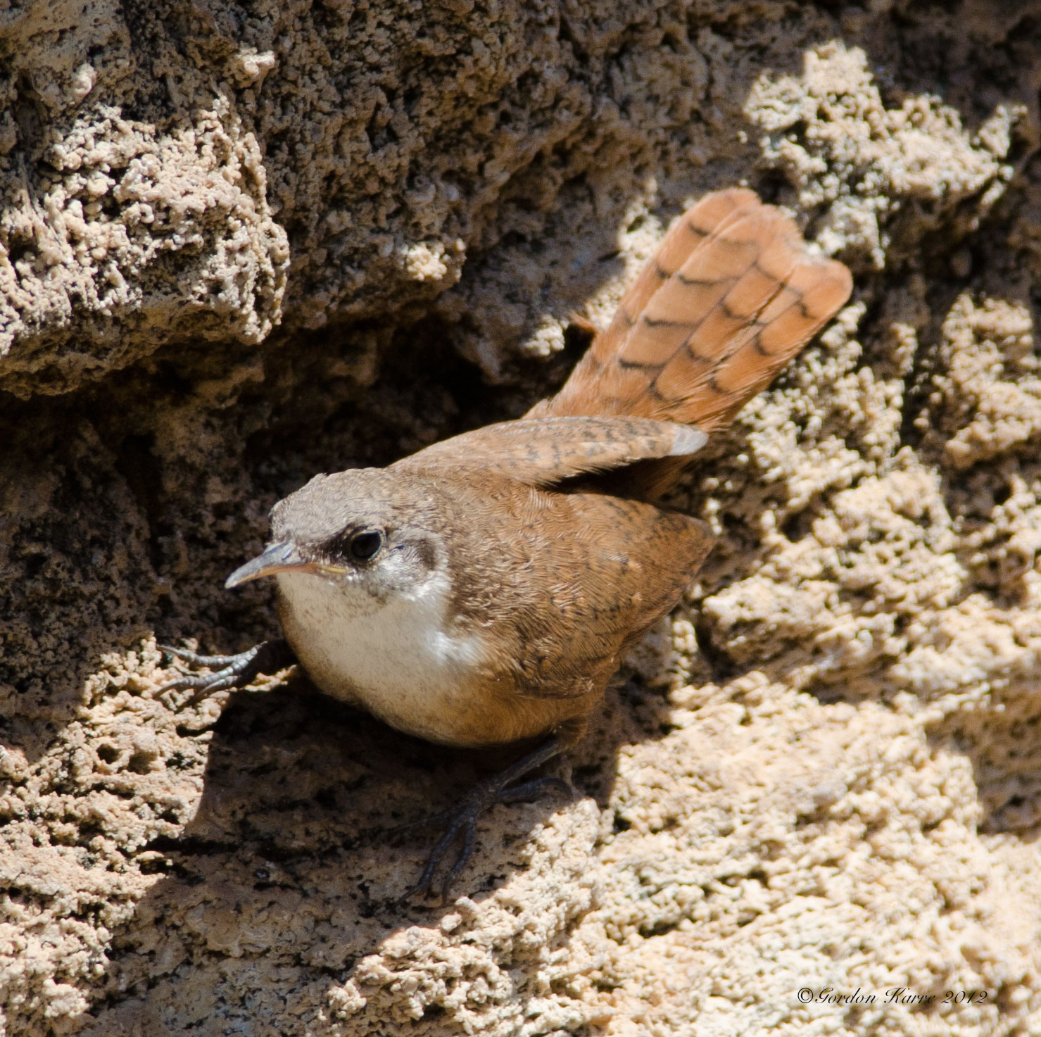 Gordon's Birding Adventures: Montezuma's Well---A new birding hotspot!