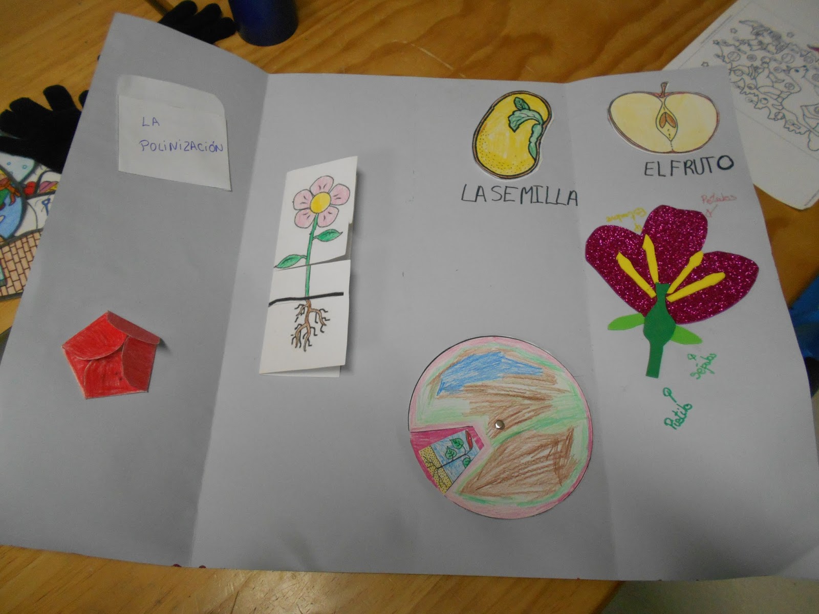 NEW TASK 2020/2021: LAPBOOK DE LAS PLANTAS