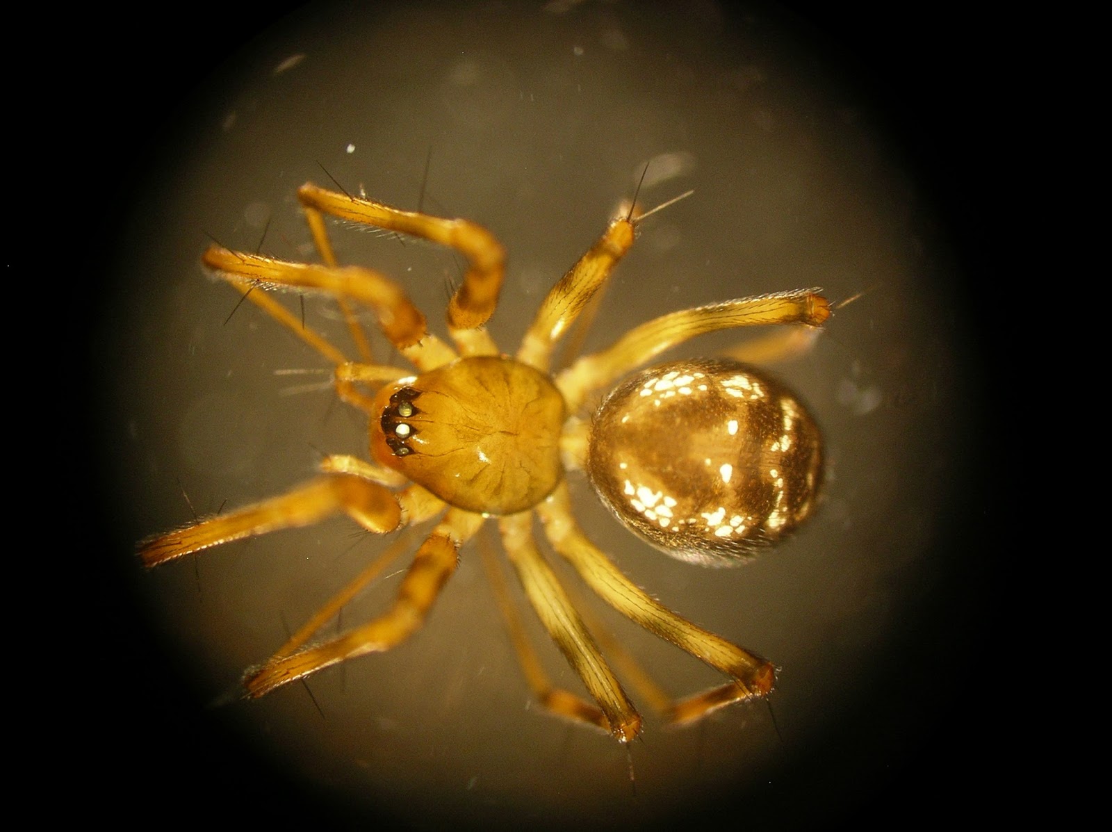 Adventures Of A Pine Cone Spider Collector: 8-July-2016 Puyallup and ...