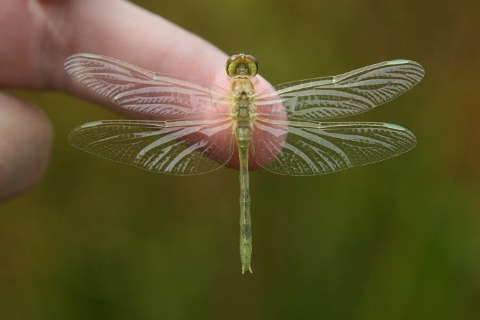Natural Musings: Identifying Dragonfly Skins?