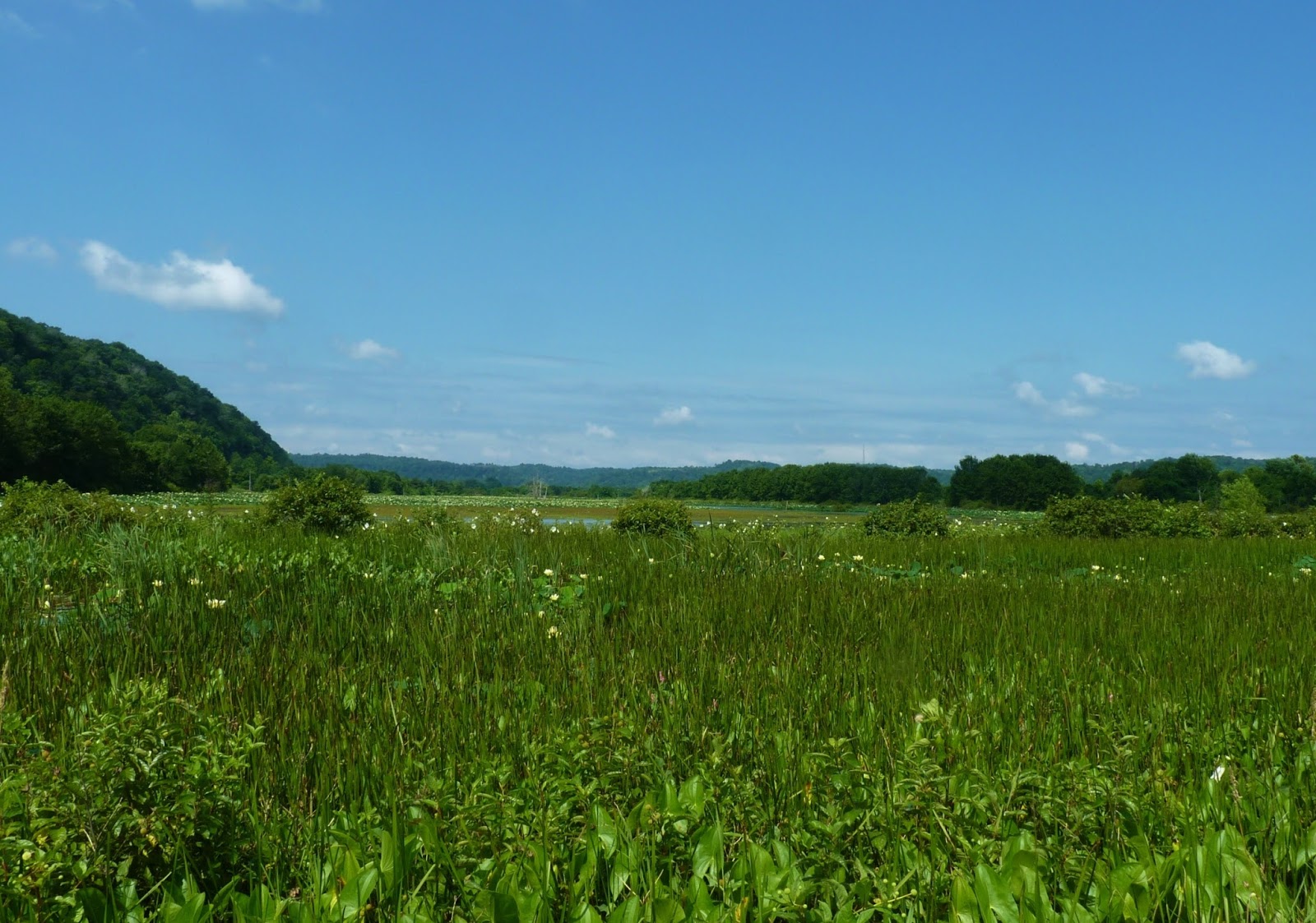 Granny Sue's News and Reviews: At Green Bottom Again: Summer in the ...