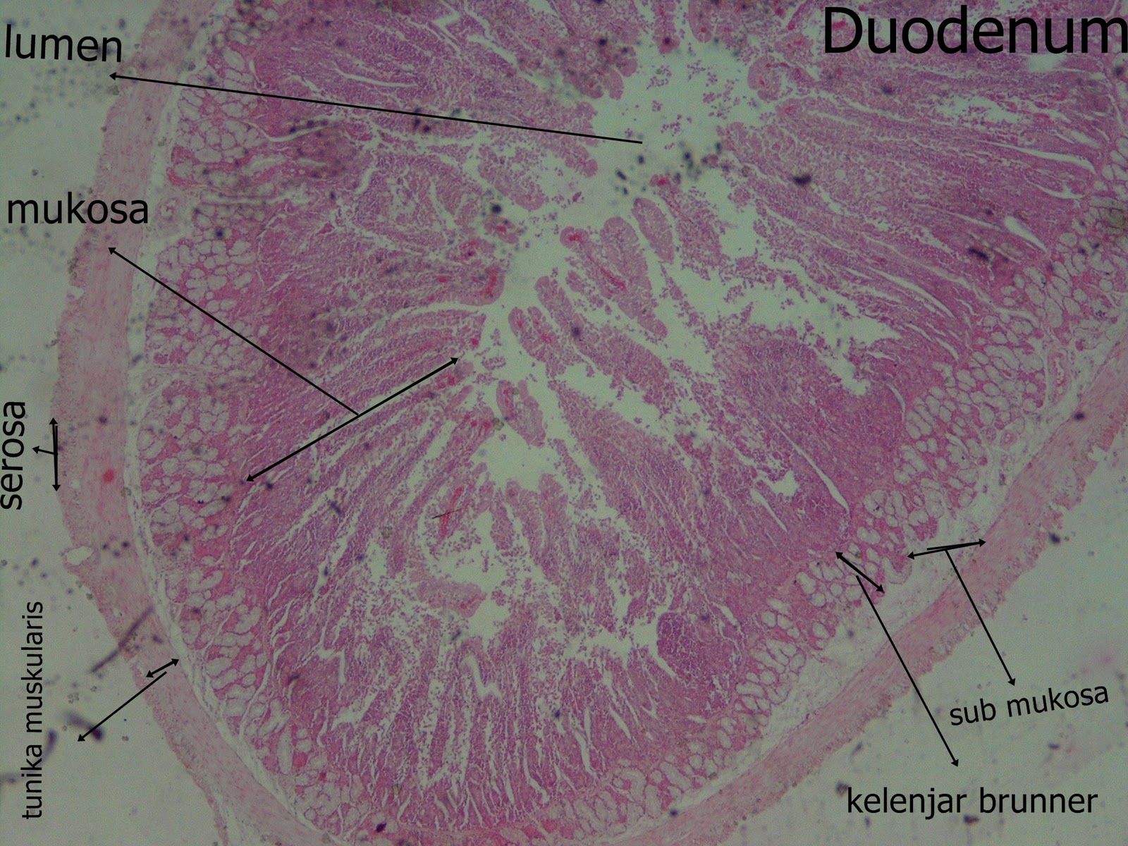 Veterinary Series: Histologi Duodenum