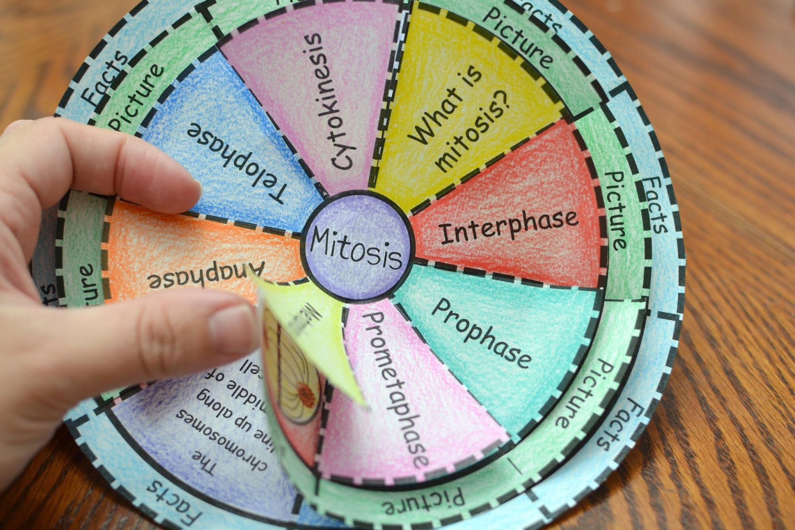 Math in Demand: Mitosis and Meiosis Foldable