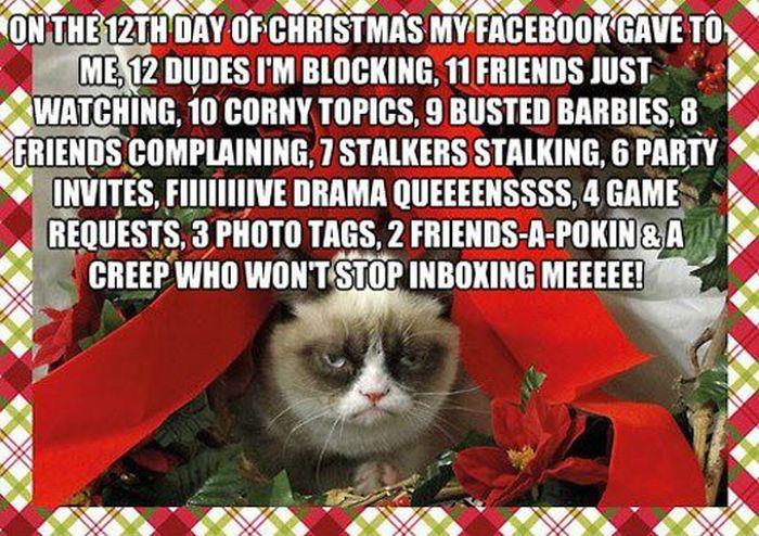 Grumpy Cat Christmas | Funny Collection World
