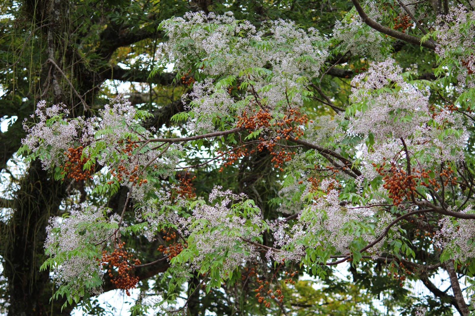 Uma flor por dia: Santa-bárbara, Cinamomo
