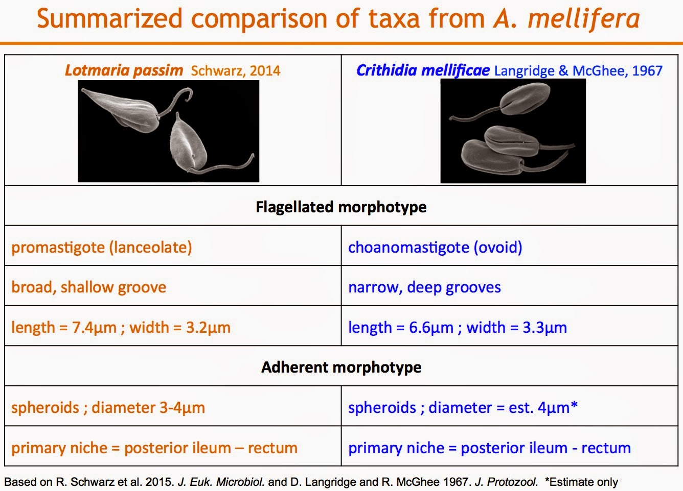 Bee Bugs: Reclassifying honey bee Trypanosomatidae parasites: Crithidia ...