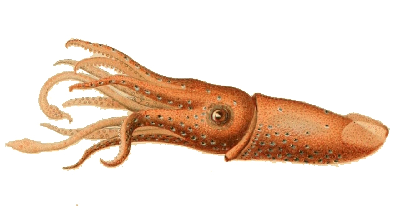 Blog do Edu Ambiental: Lula