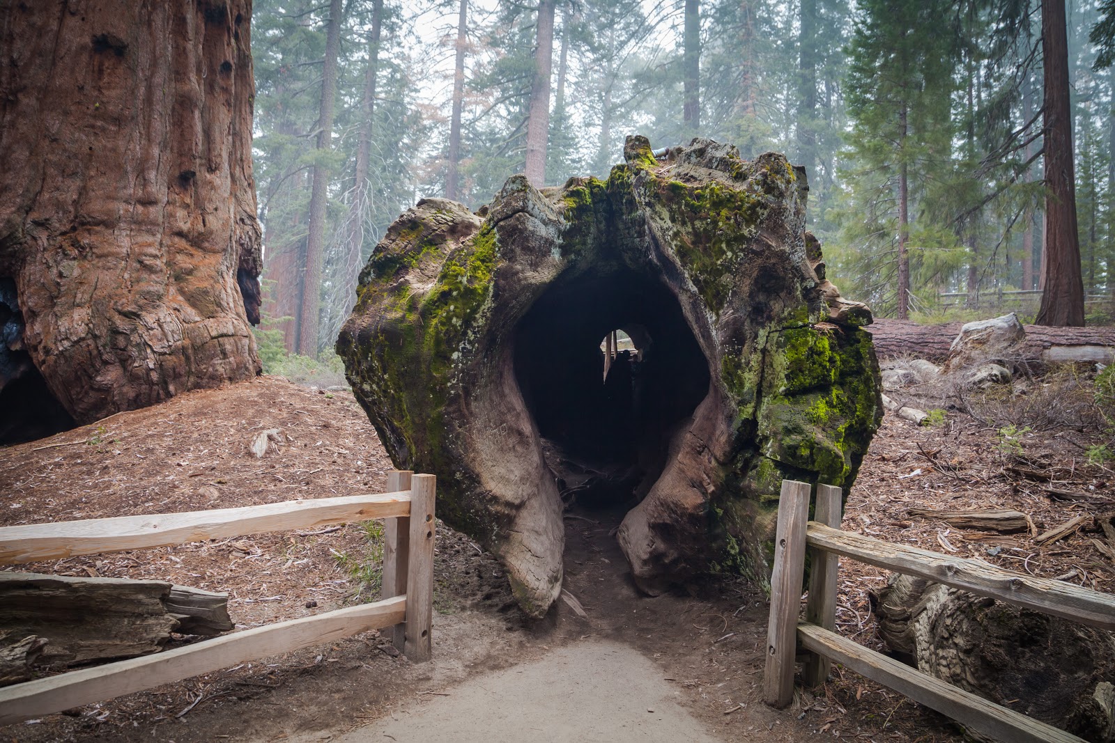Giant Trees in Sequoia National Park - Explore the World with Simon Sulyma