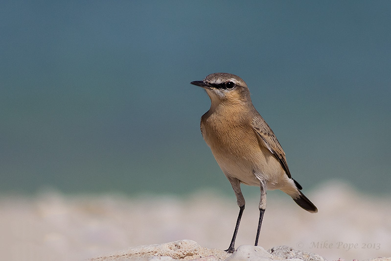 Kuwait Birding: Qaruh Island