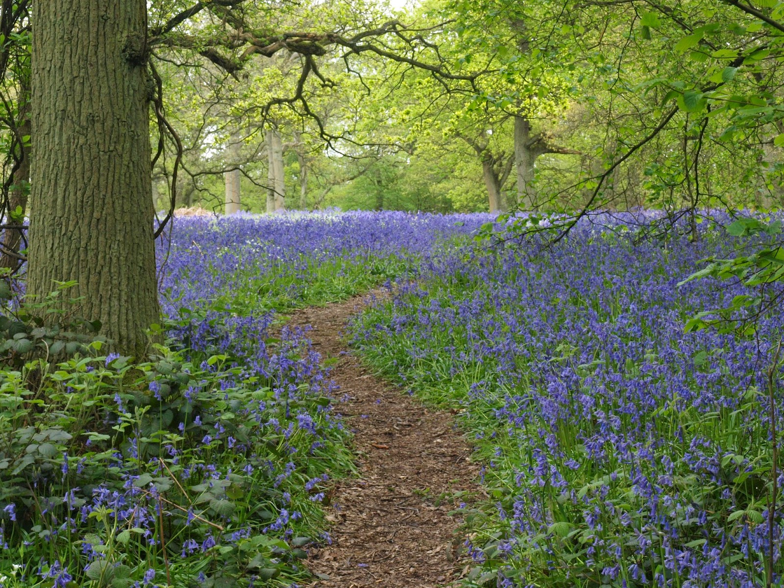 Ragged Robin's Nature Notes: Bluebells at Ryton Wood