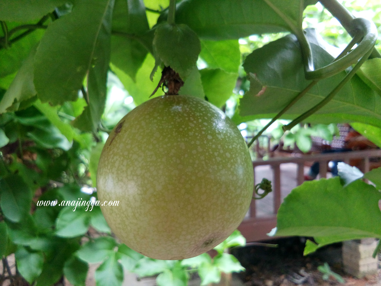 Inilah Dia Buah Markisa
