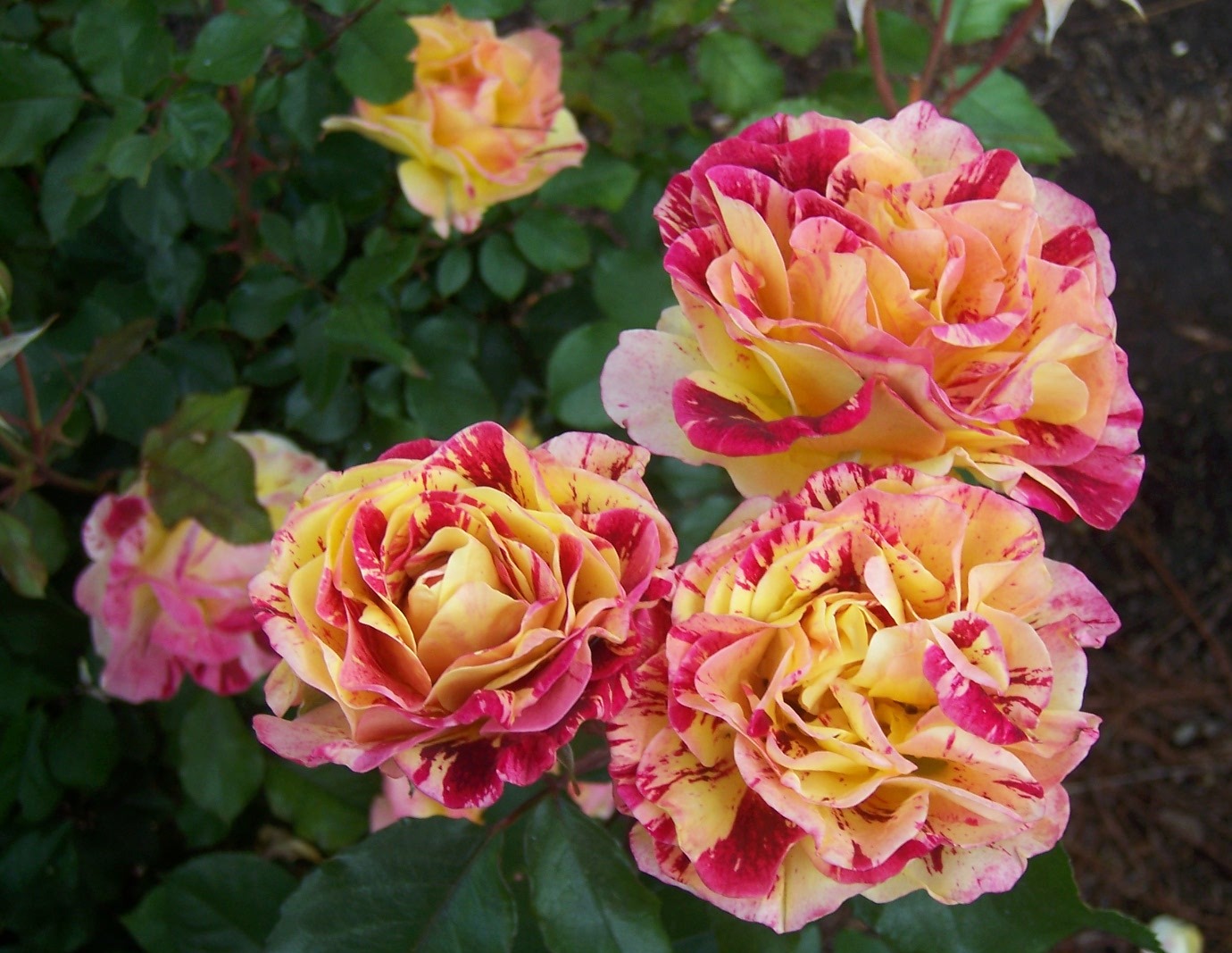The 2 Minute Gardener: Photo - Floribunda Rose 'George Burns'