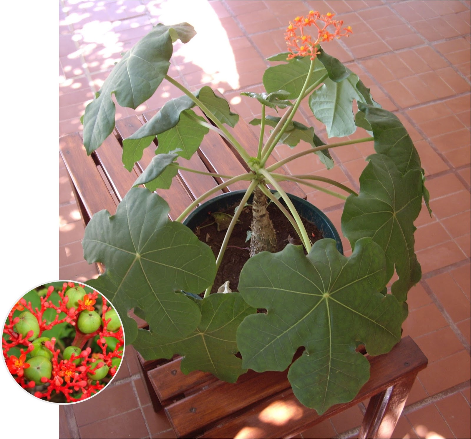 v e r d e c h a c o: Jatrofa