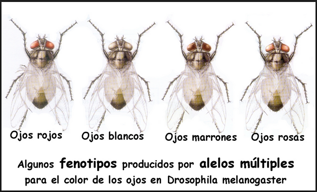 P-77 Cuando, por un proceso de mutación, un gen cambia a formas ...