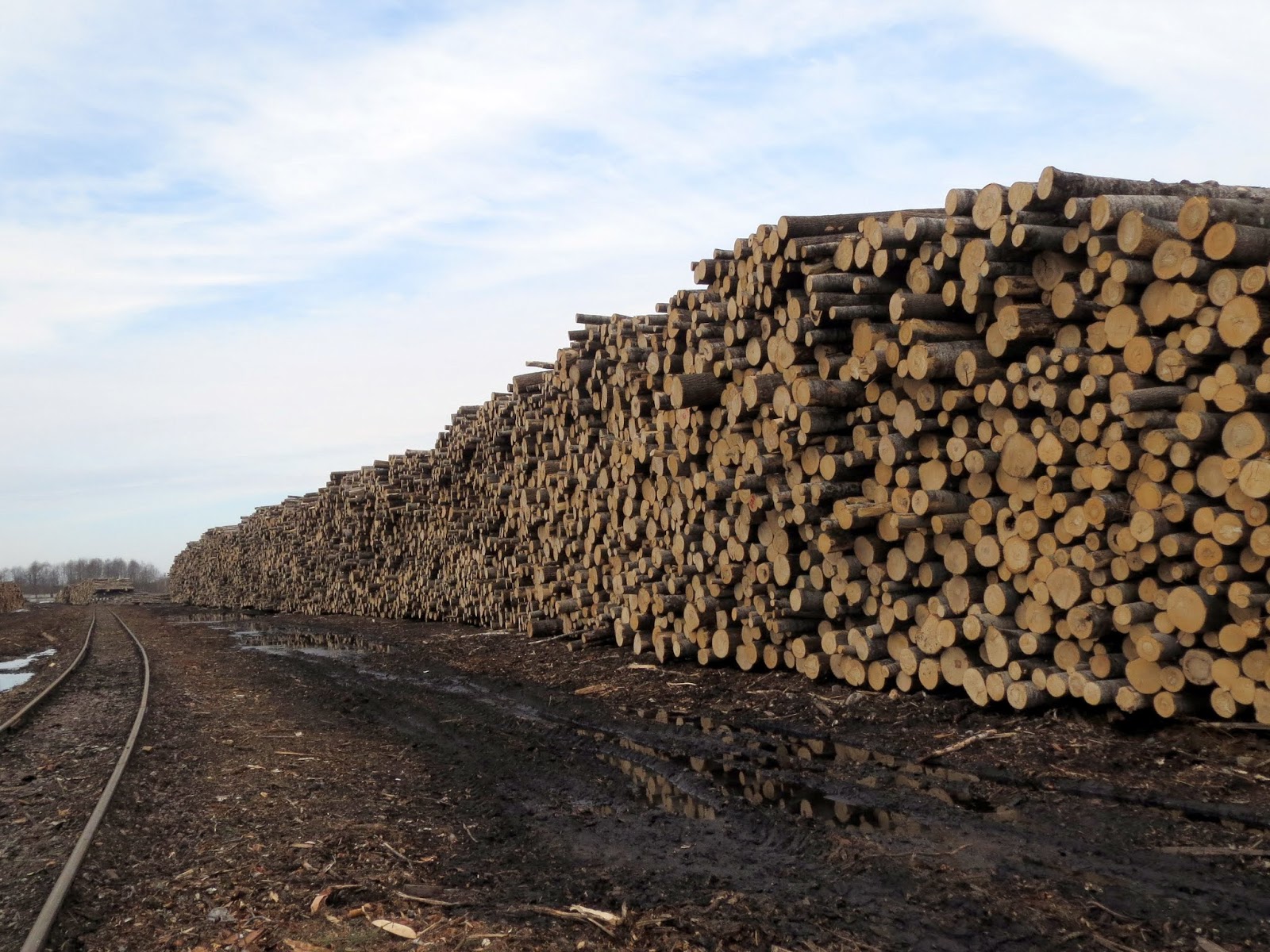 My Russian Life: A Trip to the Russian Forest