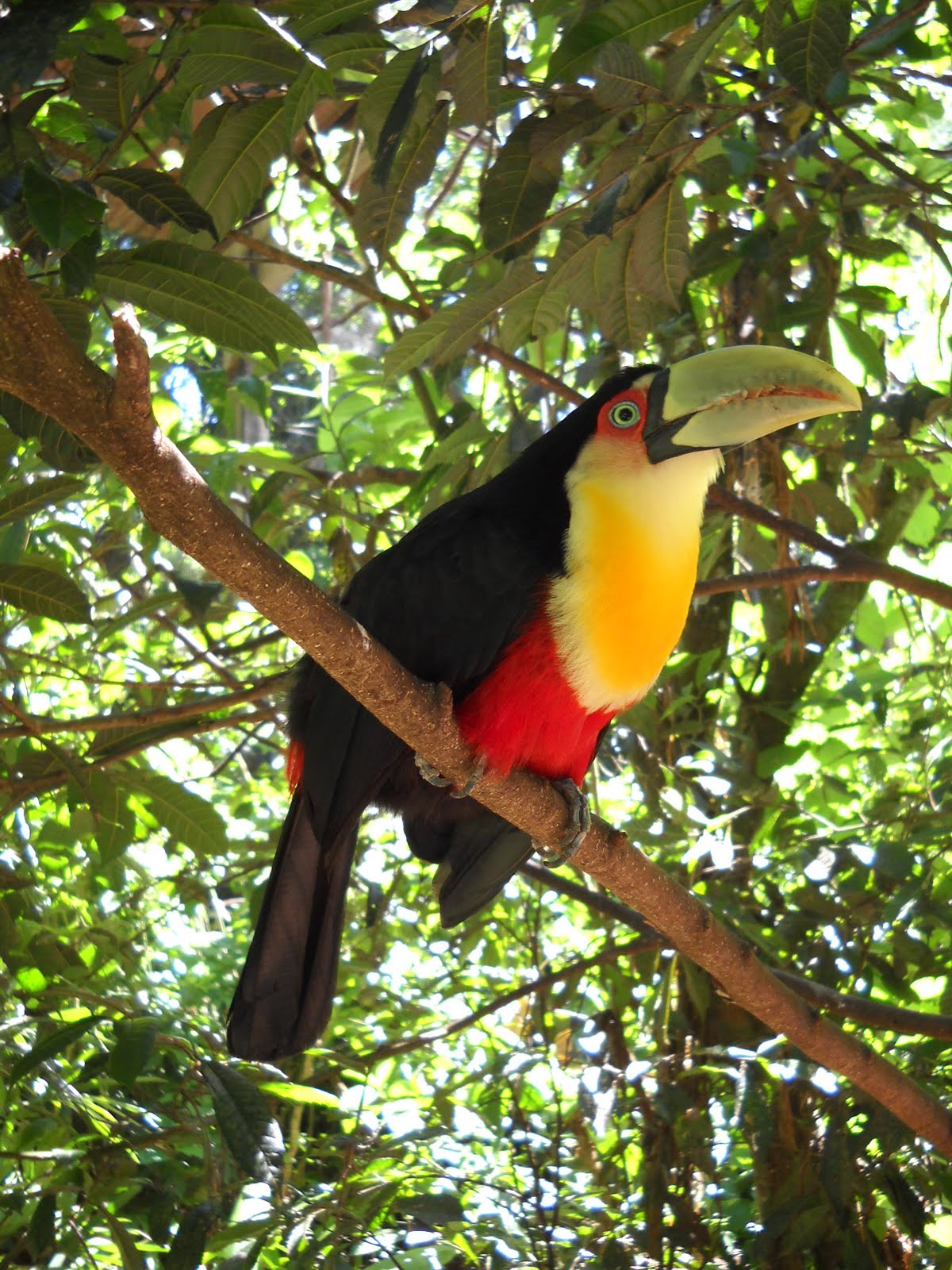 Imagenes De Amor Y Amistad: Imagen de un Tucan