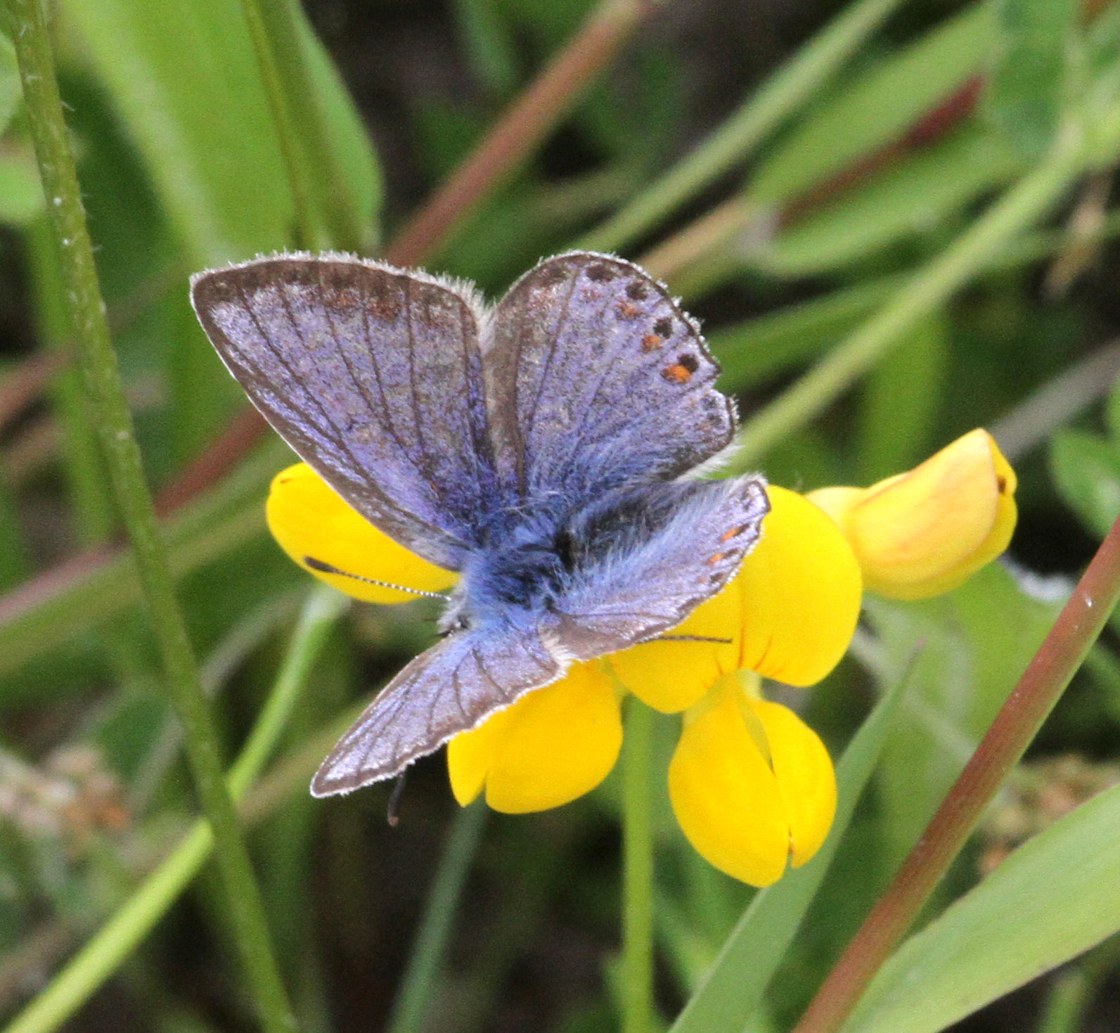 Birding with Flowers: Quailing in the Heat