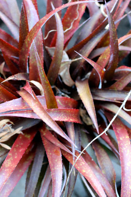 Florez Nursery: X Cryptbergia 'Rubra'