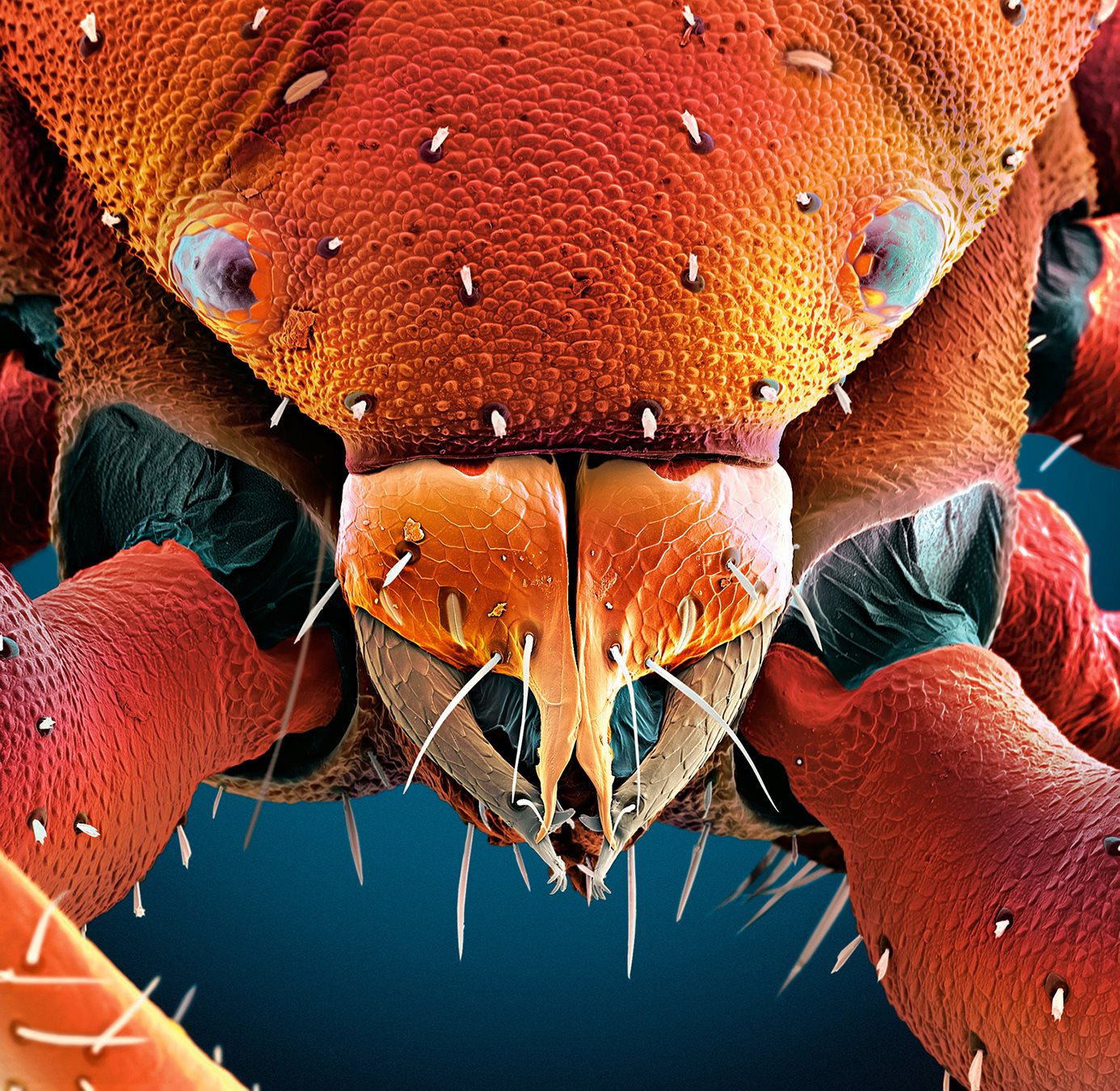 A VUELO DE UN QUINDE® - EL BLOG !!!!! .::::.: NATURALEZA : BIOLOGÍA ...