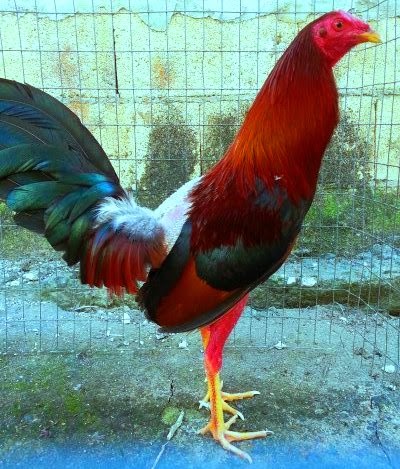 Gallo S Bolos En Puerto Rico