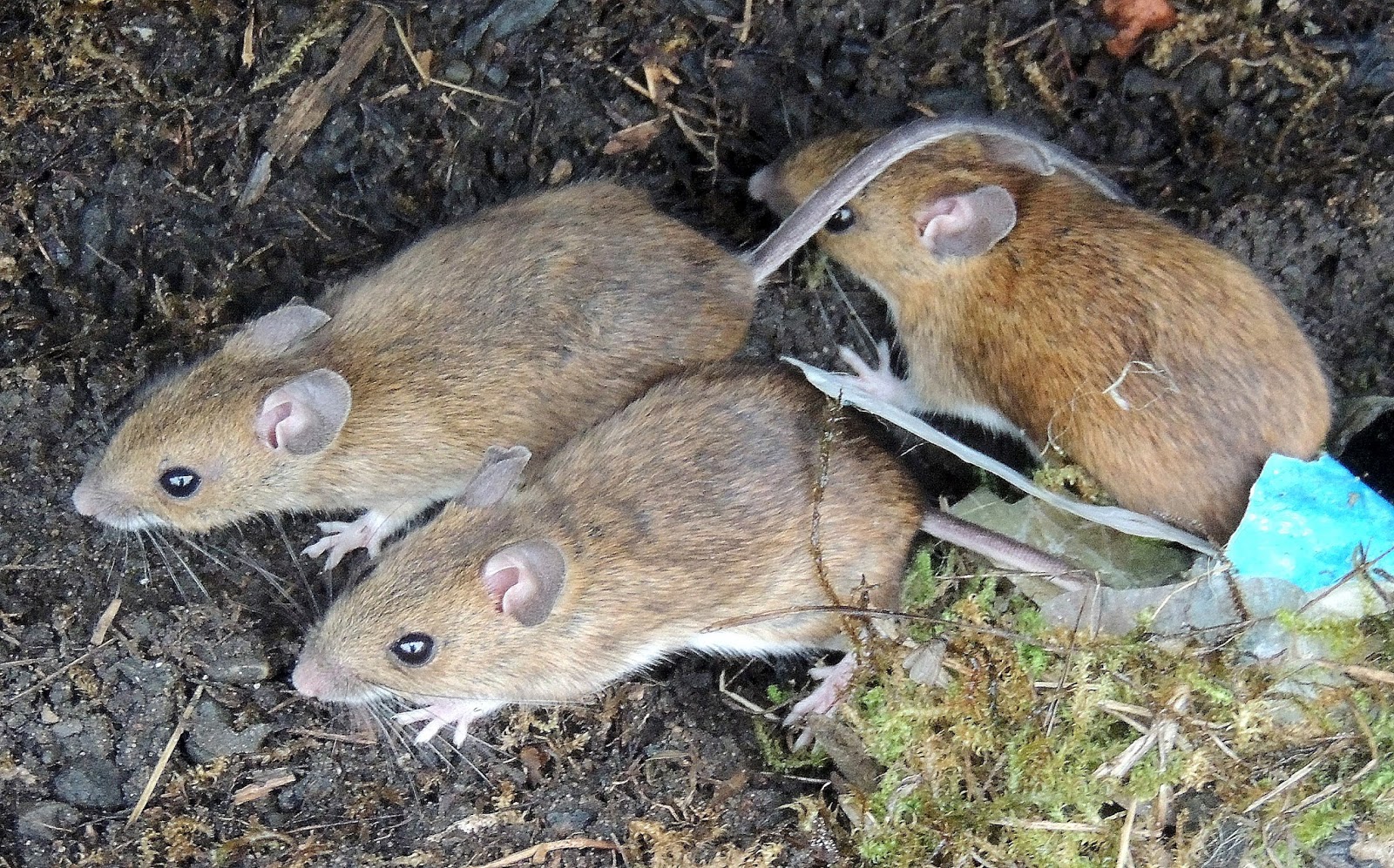 About a Brook: Other Small Mammals