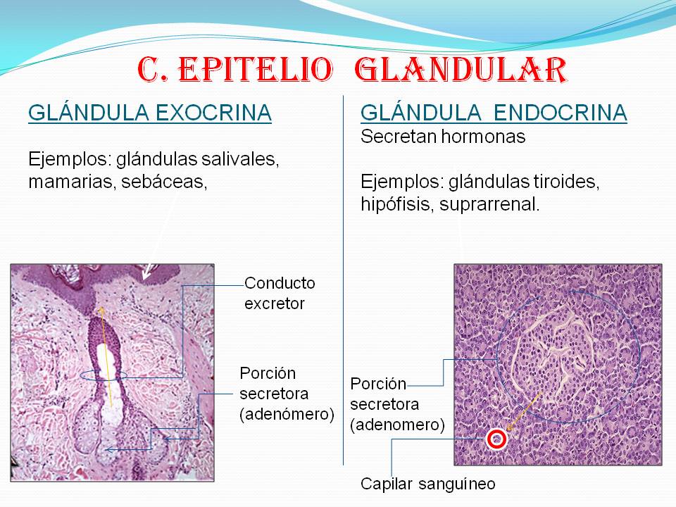 Biologìa: tejido epitelial