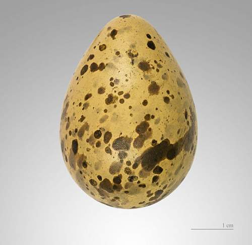 Great snipe images | Birds of India | Bird World