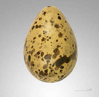 Great snipe images | Birds of India | Bird World