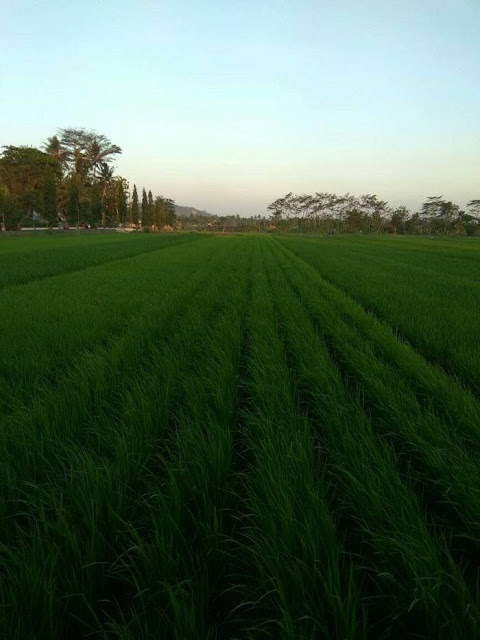 Benih Padi Beras Hitam Organik - Tani Makmur Nusantara