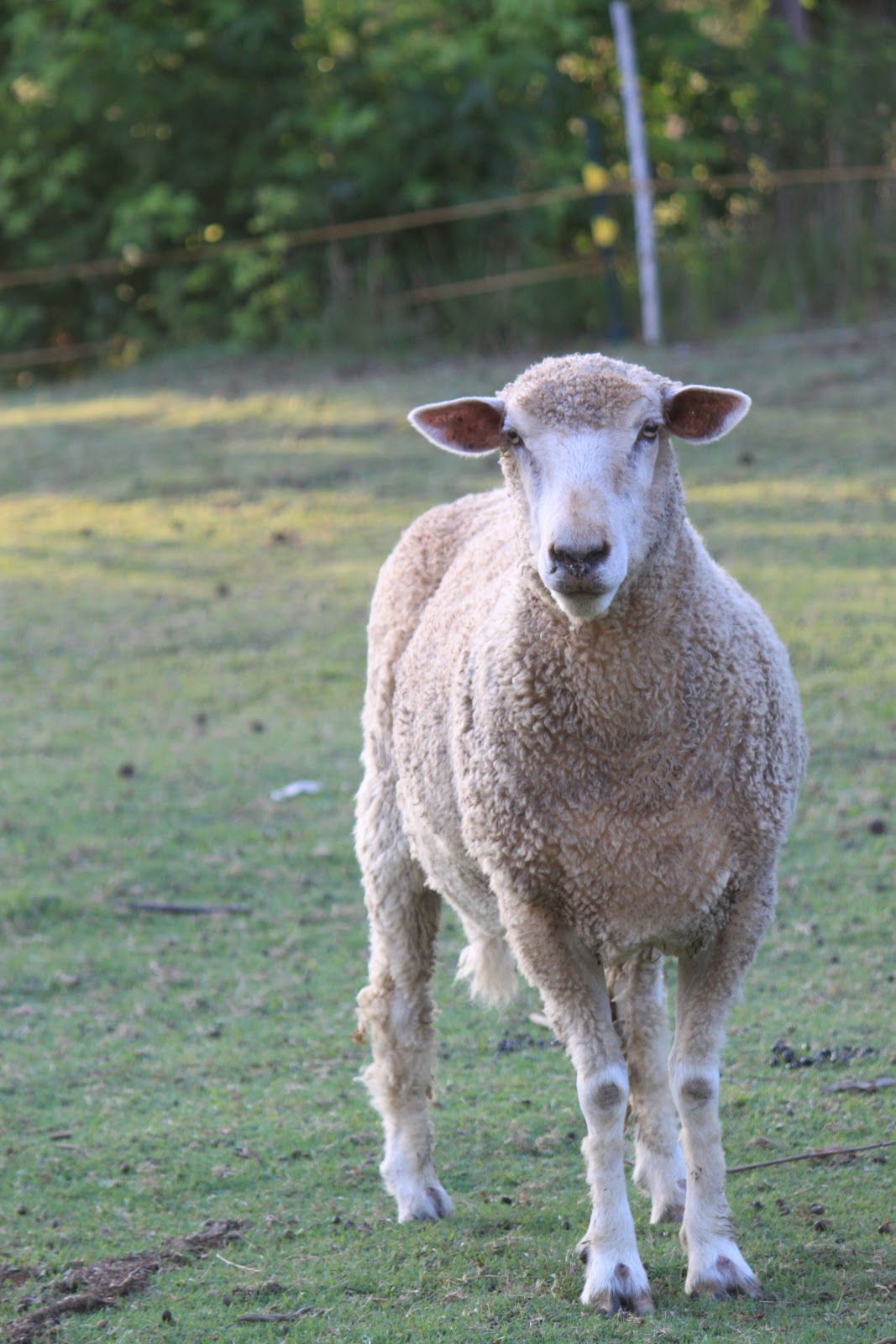 Artisan Meadows: The Sheep