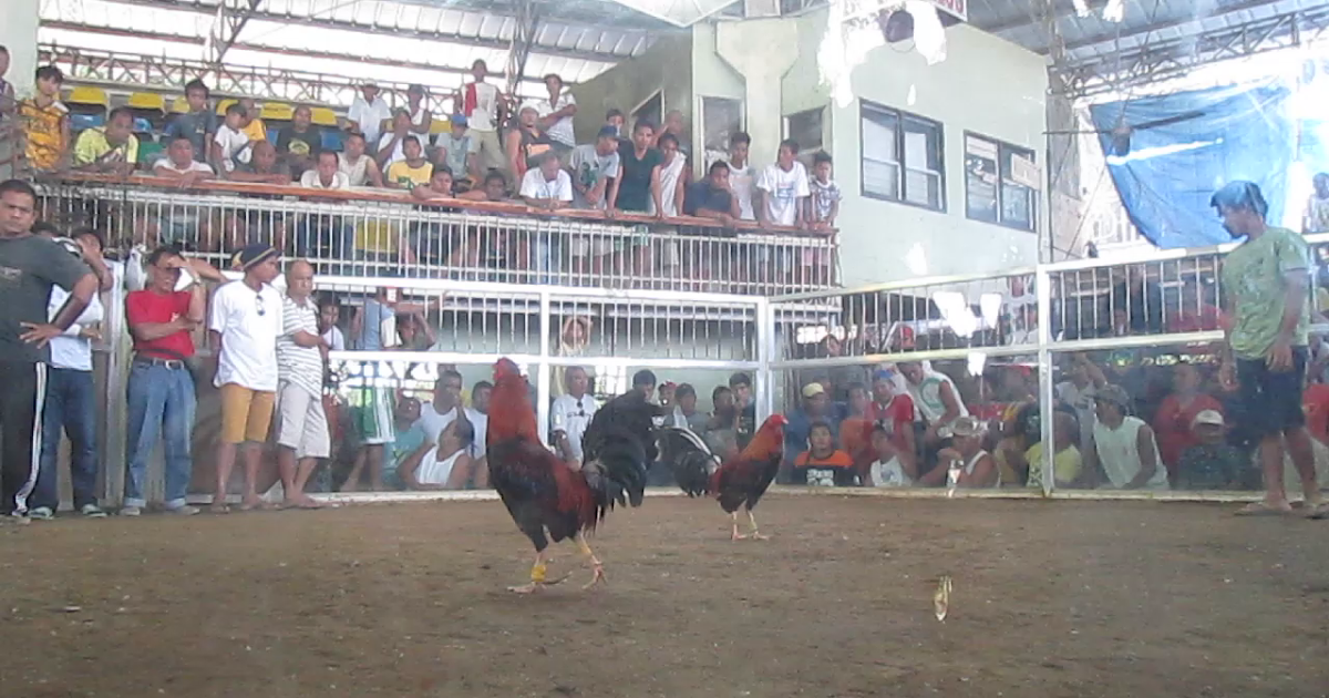 Sabong Pilipinas Fights - Tubigon Cockpit Arena, Bohol Fight # 1 ...