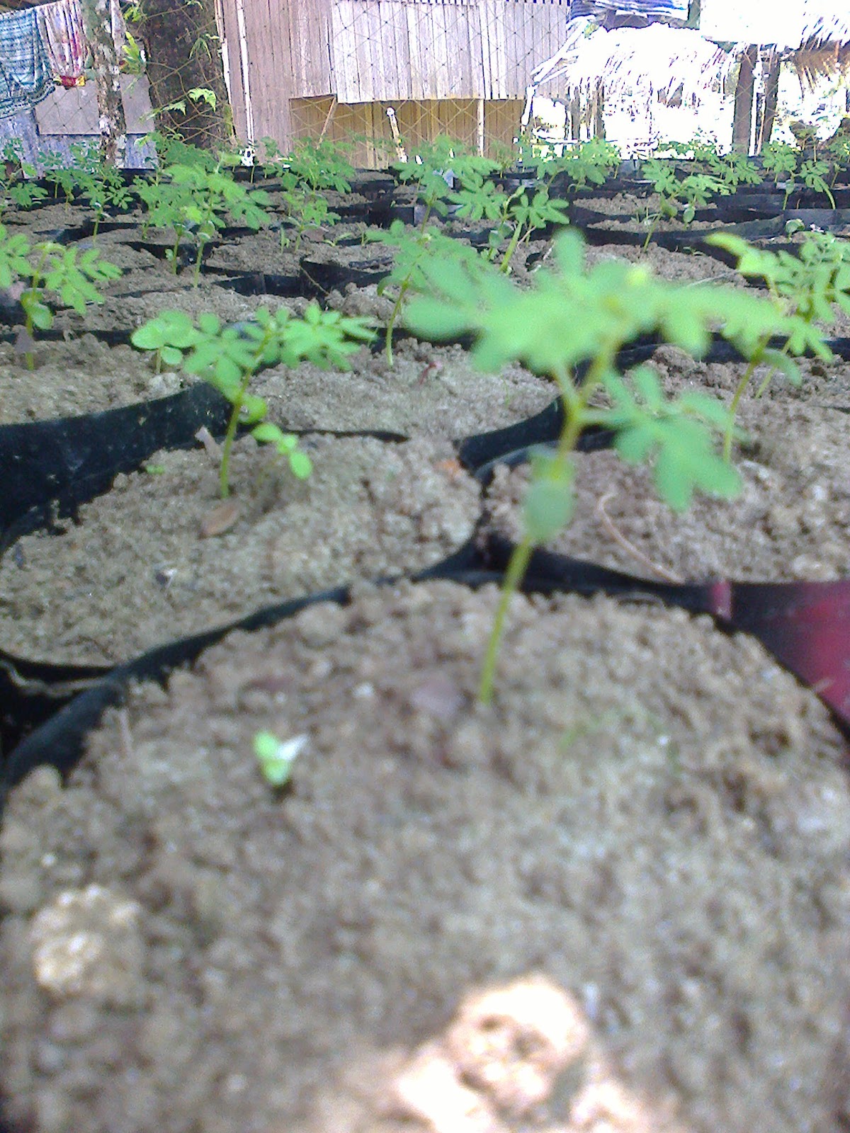 Evergreen Resources Tree Farm: Falcata Seedlings