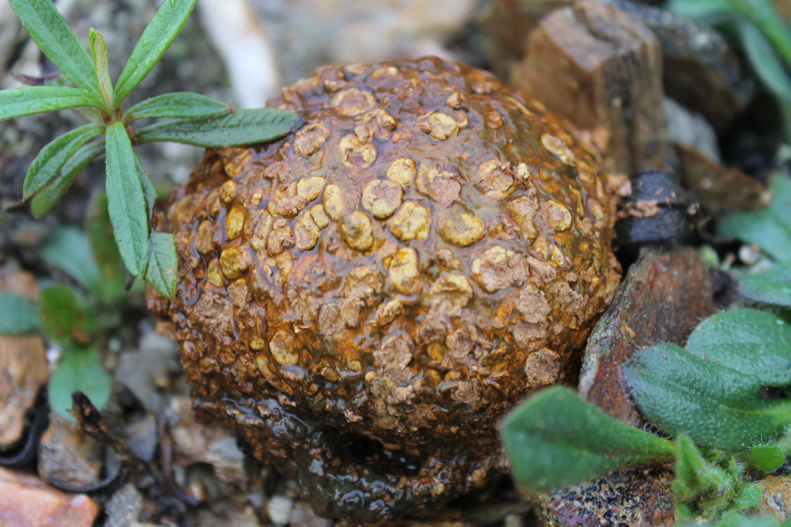 Cáceres al natural: "SETAS BOÑIGA": PISOLITHUS ARHIZUS