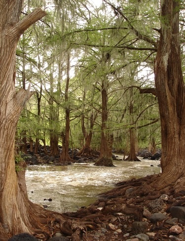Trees Planet: Taxodium mucronatum – Montezuma Bald Cypress