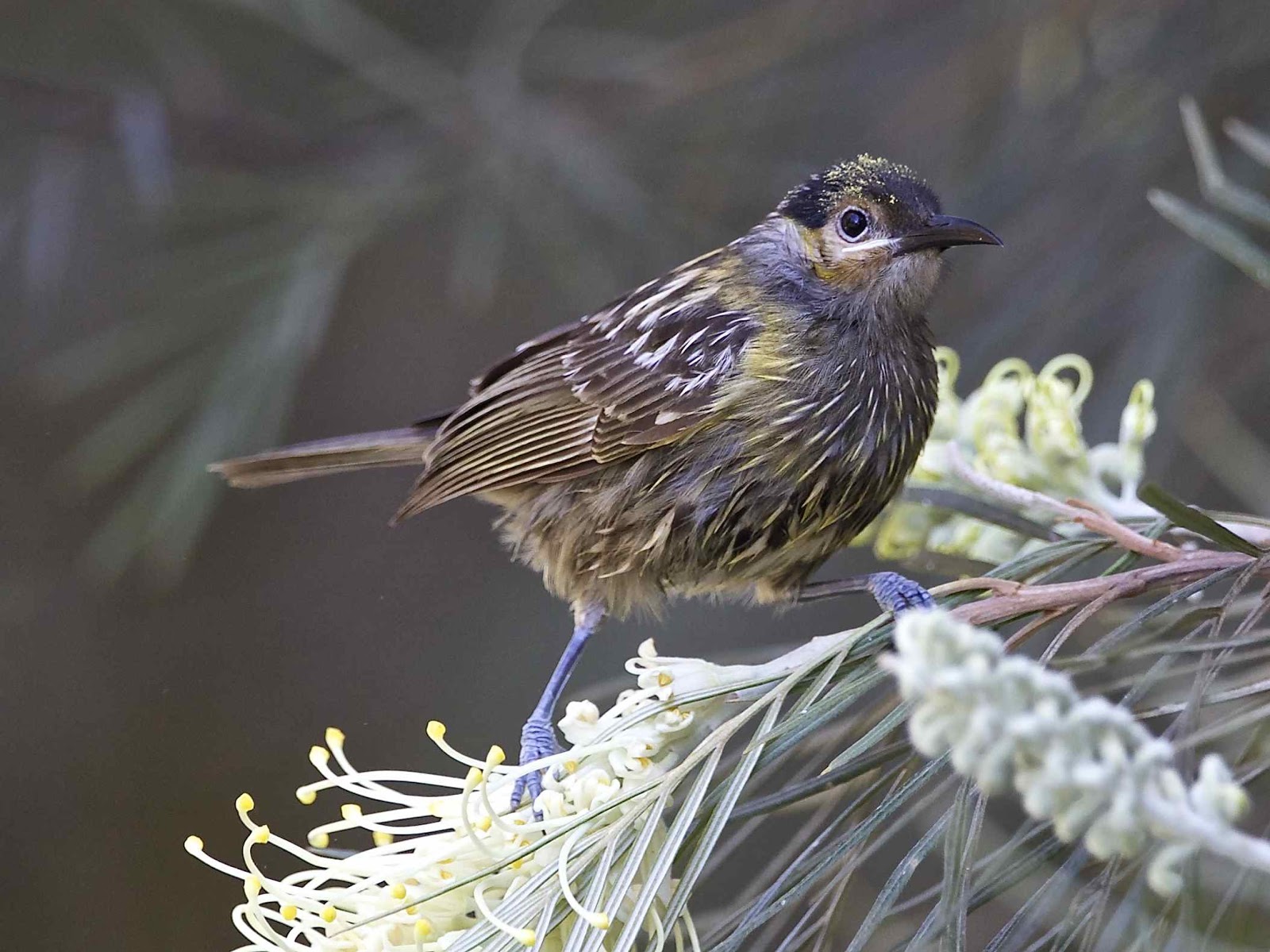 Avithera: Double-eyed Fig-Parrots and some Queensland endemic honeyeaters
