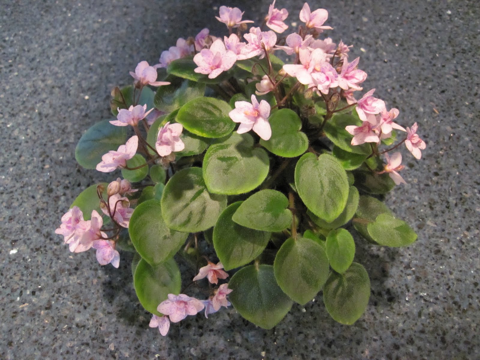 Violet Tiger: Training African violet trailers - Part 1: Grooming to ...