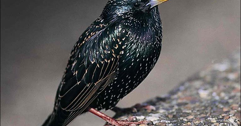 THE STARLING - Facts |The Garden of Eaden