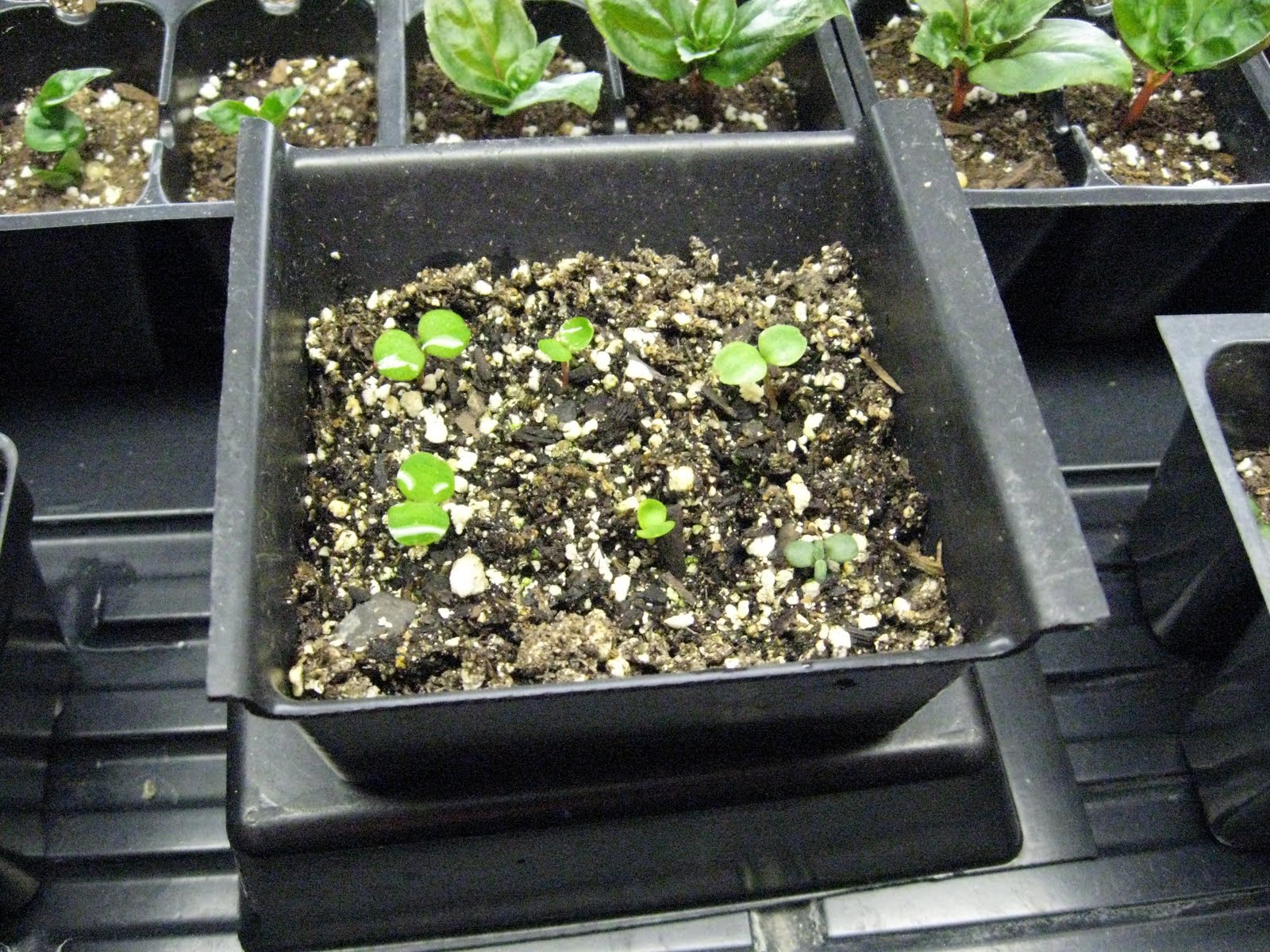 The Green House: Impatiens & Stevia