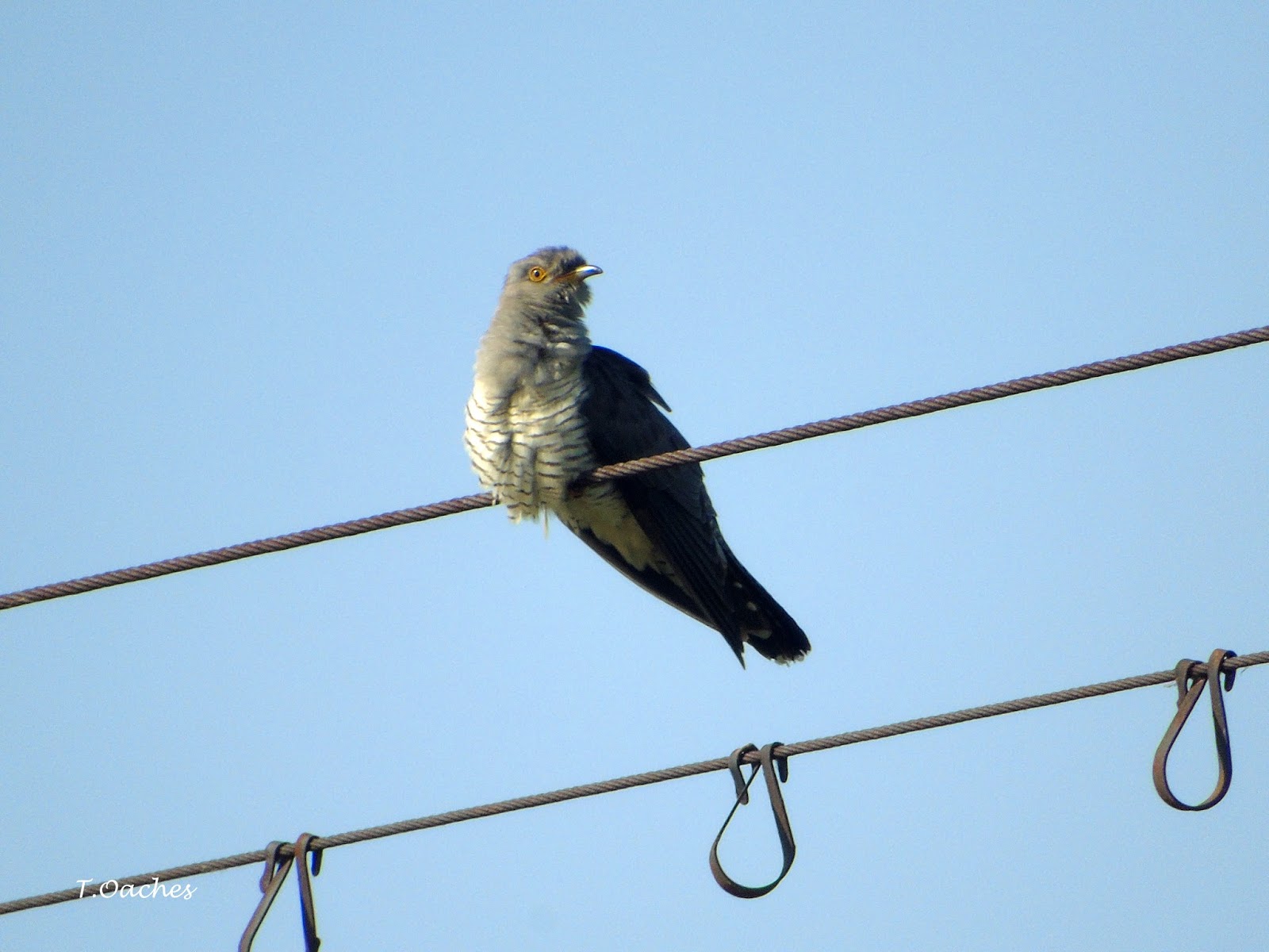 PASARI DIN ROMANIA: CUCUL (1), Cuculus canorus