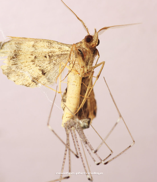 Rama-rama jadi hidangan makan malam labah-labah rumah - Unikversiti