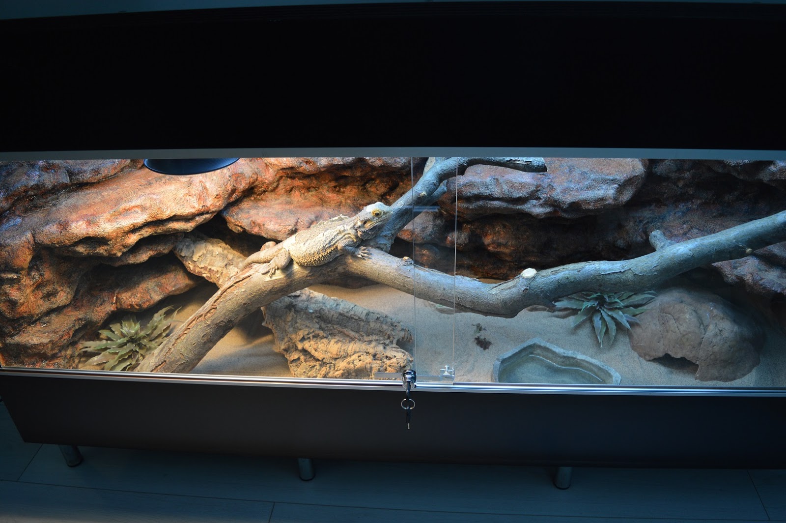 Monenlaisia mönkijöitä: Parta-agama terraario valmis