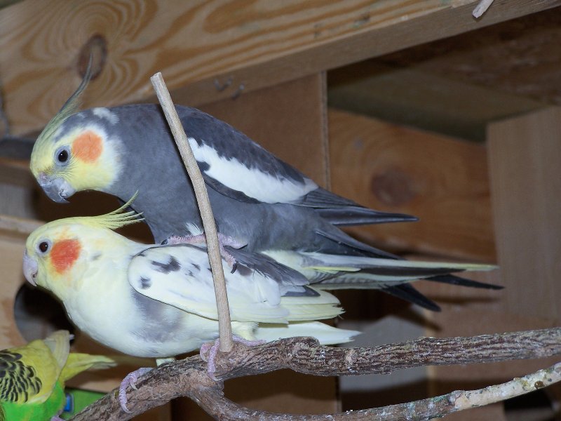 Exotic Birds: Totul despre Nimfe