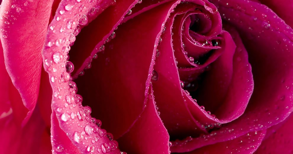 Flowers World: Pink Rose Symbolizing Love at First Sight